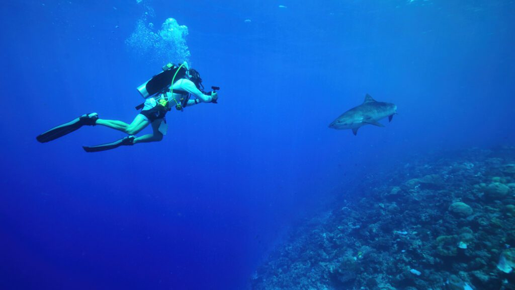 Furman grad searches for ‘All the Sharks’ on Netflix show - News