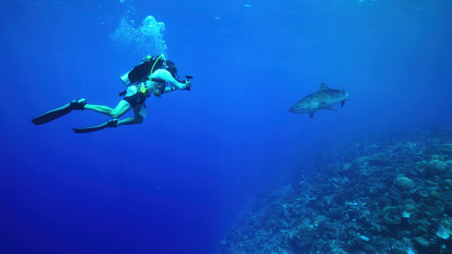 Furman grad searches for ‘All the Sharks’ on Netflix show - News